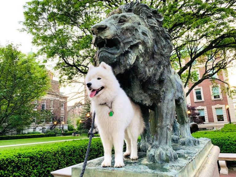 Outdoor Lion Statue